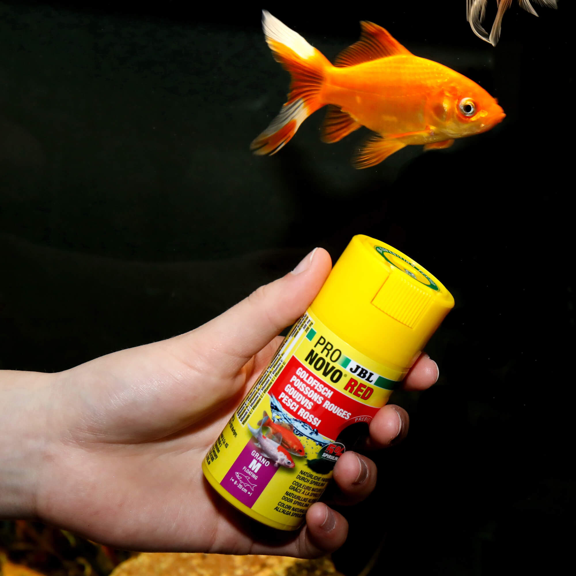 JBL ProNovo Red Grano M, hrana za zlate ribice 100 ml